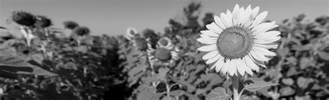 Texas Native Shrubs Texas Aandm Agrilife Extension Service