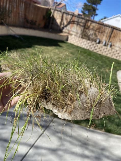 After 20 Years This Pool Styrofoam Cushion Has Grass Grown Through It R Mildlyinteresting