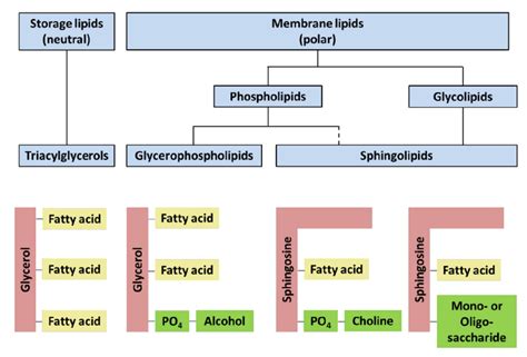 Lipids Structure Function And Classification Of Lipids