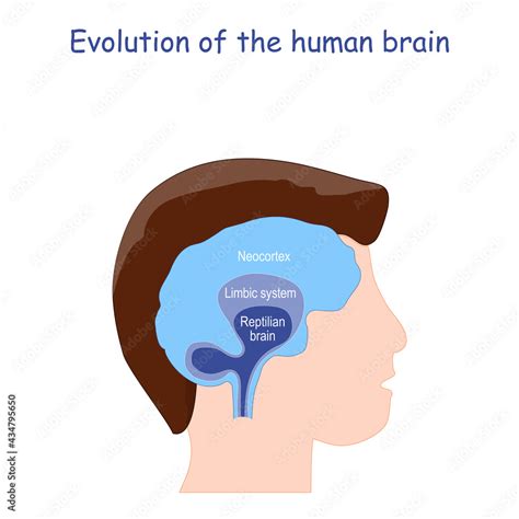 Evolution Of The Human Brain From Reptilian Brain To Limbic System And