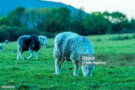 양 한 마리가 케스윅 호수 옆 목초지에서 풀을 뜯고 있다 저녁 영국 레이크 디스트릭트의 일몰 0명에 대한 스톡 사진 및 기타 이미지 Istock