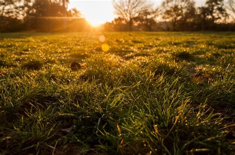 Premium Photo Grass Growing On Field During Sunset