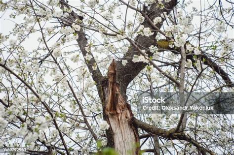 과일 나무의 부서진 가지에 아름 다운 꽃입니다 부러진 나무 개화기에 대한 스톡 사진 및 기타 이미지 개화기 경관 계절 Istock