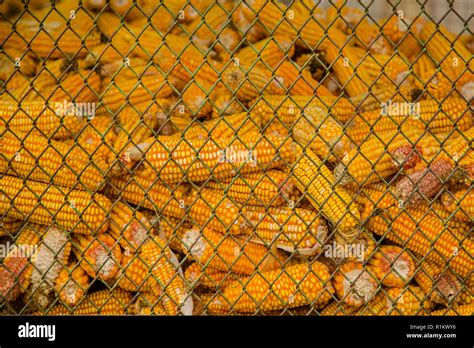 Corn Storage In A Silo Ideal For Background Autumn Harvest Stock Photo Alamy