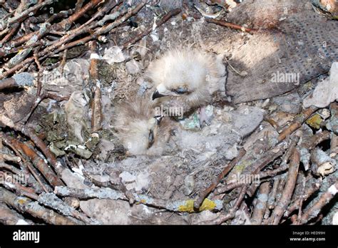 The Nest Of The Black Kite In Nature Milvus Migrans Russia The