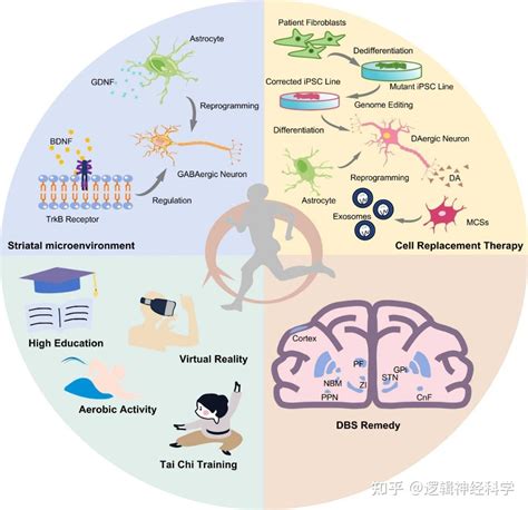Arr 综述︱青岛大学谢俊霞团队回顾帕金森病运动障碍的脑区和神经环路研究进展 知乎