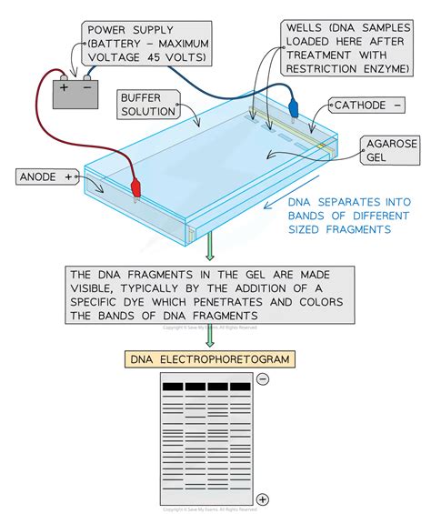 Process Of Genetic Profiling Wjec Gcse Biology Revision Notes 2018
