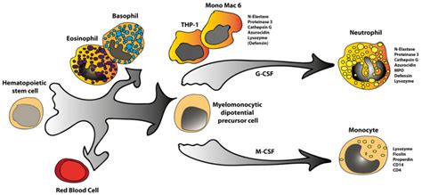 Quantitative Analysis Of The Transcriptome Of Two Commonly Used Human