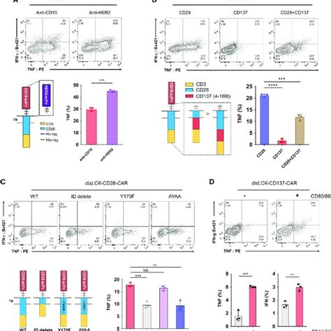 Lck Independent Car Signaling Relies On Cd28 Co Stimulatory Domain A