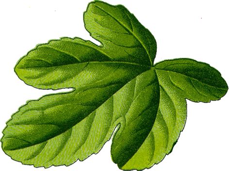 Fig Leaf Png Free Cliparts Download Images On Clipground