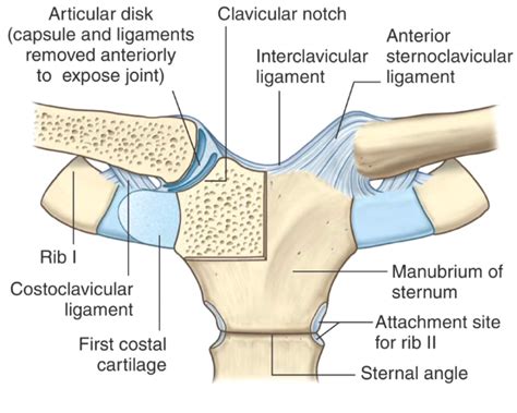 Sc Joint X Ray Positioning Comprehensive Guide For Radilogist Hsin Film