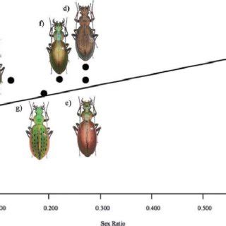 Relationship Between Sex Ratio And Average Centroid Size Download Scientific Diagram