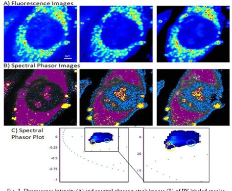Figure 3 From Spectral Phasor Analysis Of Pyronin Y Labeled Rna