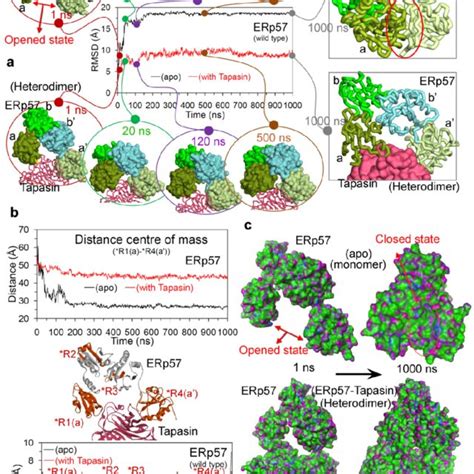 Structures Of The Peptide Loading Complex Plc Components And Download Scientific Diagram