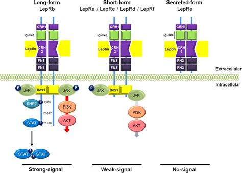 Schematic Representation Of Mouse Leptin Receptor Isoforms The Mouse