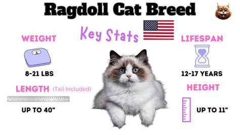 Ragdoll Cat Size From Fluffy Kittens To Majestic Adults