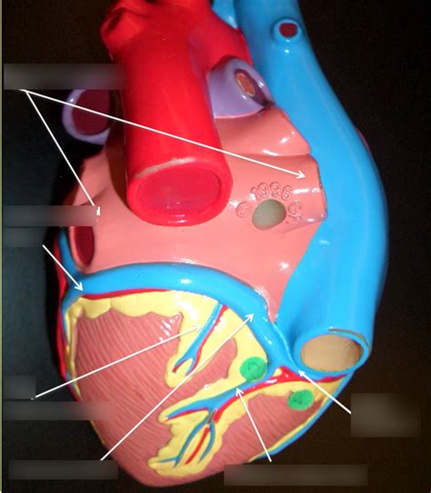Heart Model 4 Posterior Diagram Quizlet
