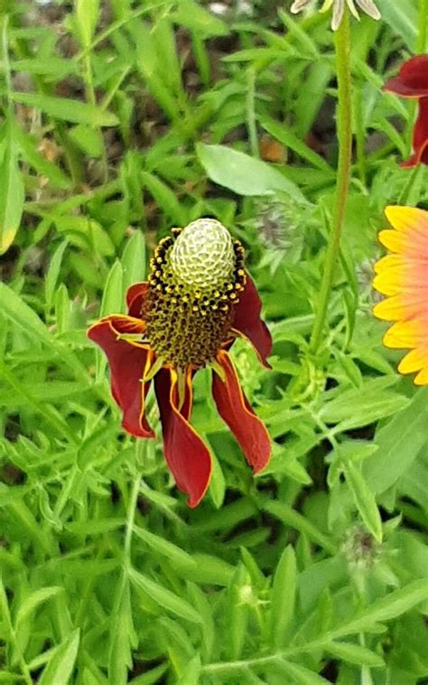 How To Grow Ratibida Columnifera Earthone