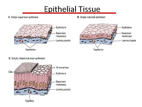 Basement Membrane Basement Membrane The Basement Membrane Is