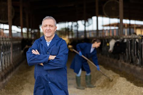농장의 외양간에서 포즈를 취하는 젖소의 성공적인 노인 사육자 35 39세에 대한 스톡 사진 및 기타 이미지 35 39세 60 64세 감정 Istock