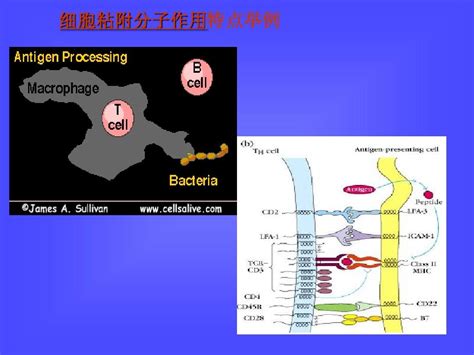 7 黏附分子j Word文档在线阅读与下载 免费文档