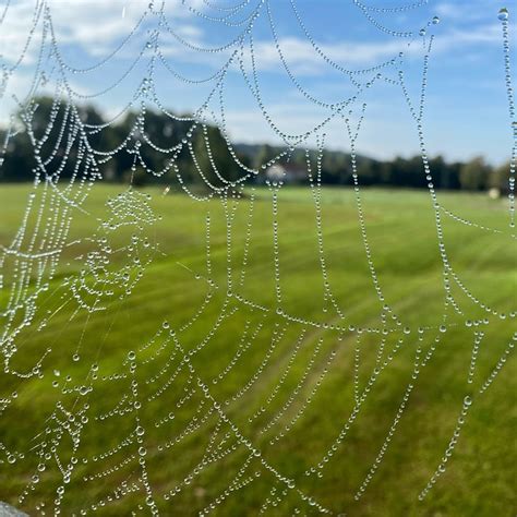 Spider Web Tomorrow Dew Free Photo On Pixabay