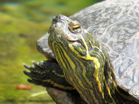 Kostenlose Foto Tierwelt Reptil Fauna Wirbeltier Griechische