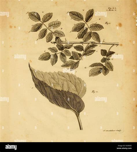 This Work Explores The Role Of Leaves In Plant Function And Development Detailing Their