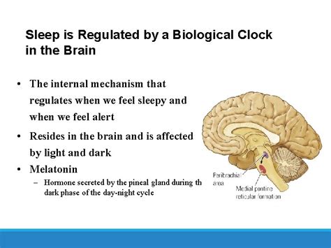 Teens And Sleep Brain Science And Circadian Rhythms