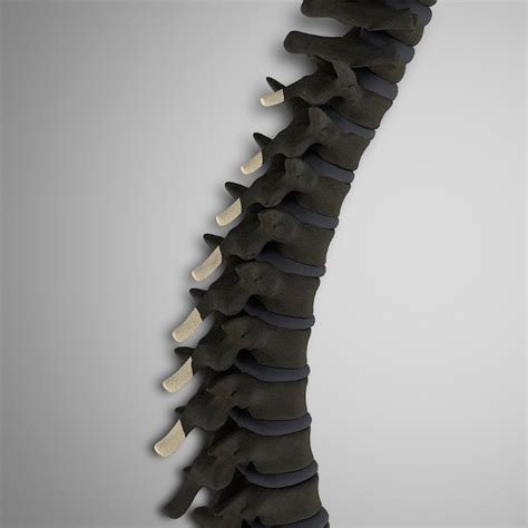 Splenius Group Bony Landmarks 3d Muscle Lab