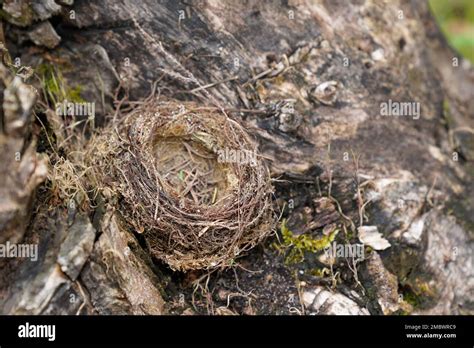 Empty Bird Nest In Garden Tree Stock Photo Alamy