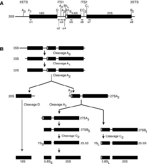 The Pre Rrna Processing Pathway In Saccharomyces Cerevisiae A Download Scientific Diagram