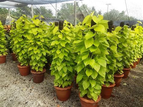 พลูด่างสีทอง ร้านของเรา ต้นไม้ พลูด่าง ไม้น้ำต่างๆ