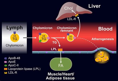 Lipoprotein Function Types Lipoprotein A Test And Lipoprotein Lipase Function