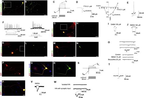 Direct Reprogramming Of Adult Human Fibroblasts To Functional Neurons Under Defined Conditions