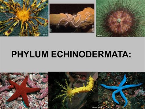 Echinodermata Spiny Skinned Marine Animals Echinodermata Spiny Skinned Marine Animals