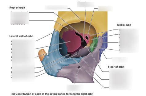 Diagram Of Orbital Complex Quizlet