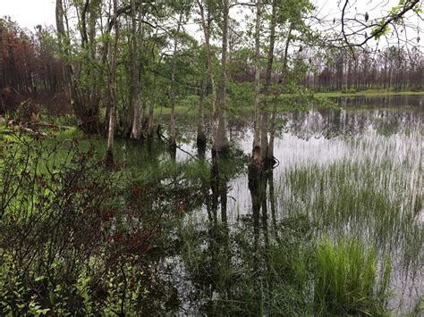 Gopher Frog Conservation Partners USFWS Do An Incredible Job In Their First Season Of Head Starting