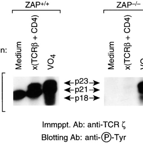 Tyrosine Phosphorylation Of Coreceptor Associated Lat Molecules And Download Scientific Diagram