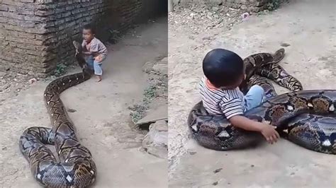 Viral Video বিশালাকার অজগরের মাথায় চেপে ছেলেখেলা একরত্তির সাংঘাতিক