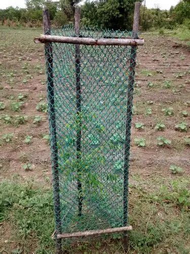 Hdpe Sapling Protector Fencing Net At Rs 70piece Tree Guard Id