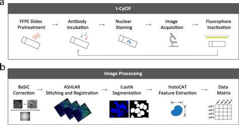 Overview Of Data Generation A Multiplexed Immunofluorescence Images Download Scientific