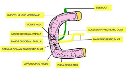 Interior Part Of Duodenum Medizzy