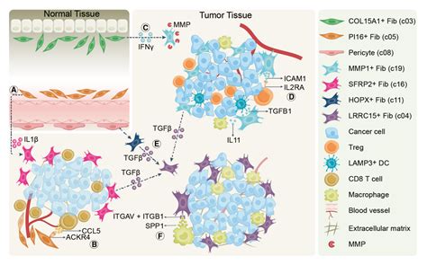 Cancer Cell 北大张泽民院士团队再献佳作：跨组织单细胞图谱揭示成纤维细胞亚型的免疫调节特征