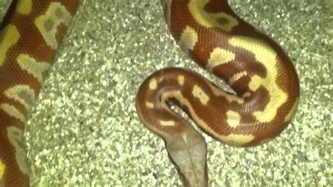 Blood Python Morphs Ftw Youtube