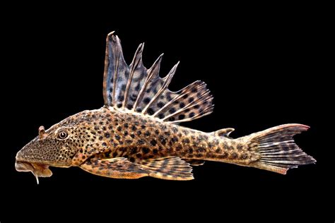 Hypostomus Plecostomus • Pesce Gatto • Scheda Dei Pesci