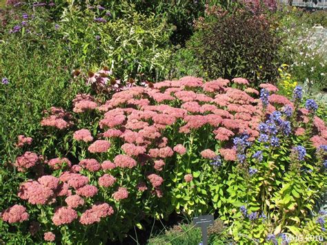 Hylotelephium Name That Plant