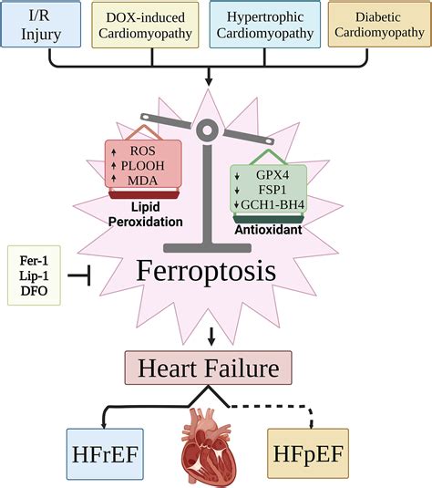 Ferroptosis In Heart Failure Journal Of Molecular And Cellular Cardiology