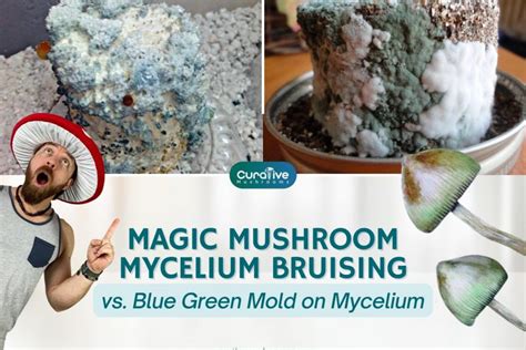 Blue Green Mold On Mycelium Or Bruised Mycelium Blue Green Mold On Mycelium Or Bruised Mycelium