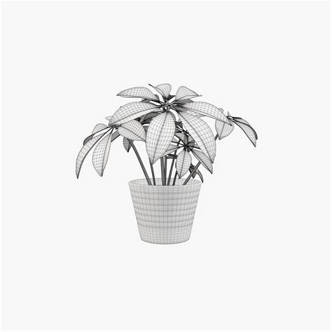 Plant Schefflera In Pot 3d Model Download Houseplants On